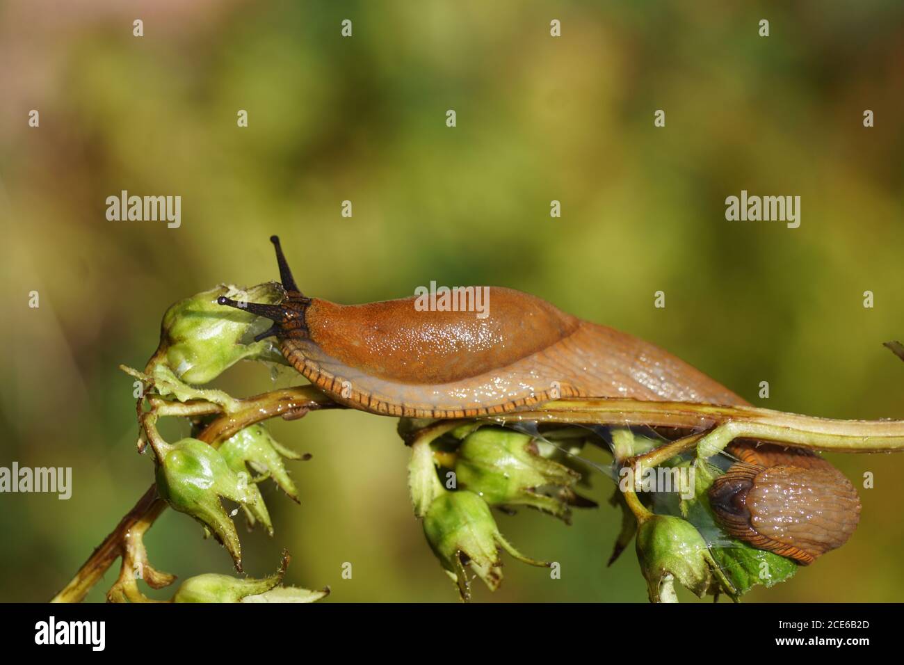 Red slug (Arion rufus) or Spanish slug (Arion vulgaris) in a plant ...