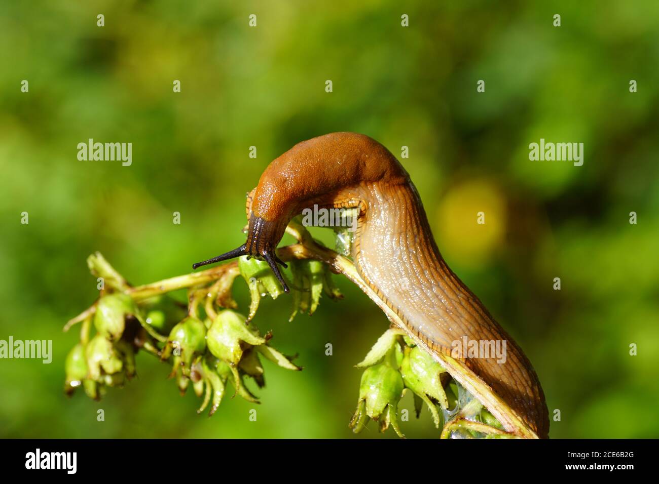 Red slug (Arion rufus) or Spanish slug (Arion vulgaris) in a plant ...