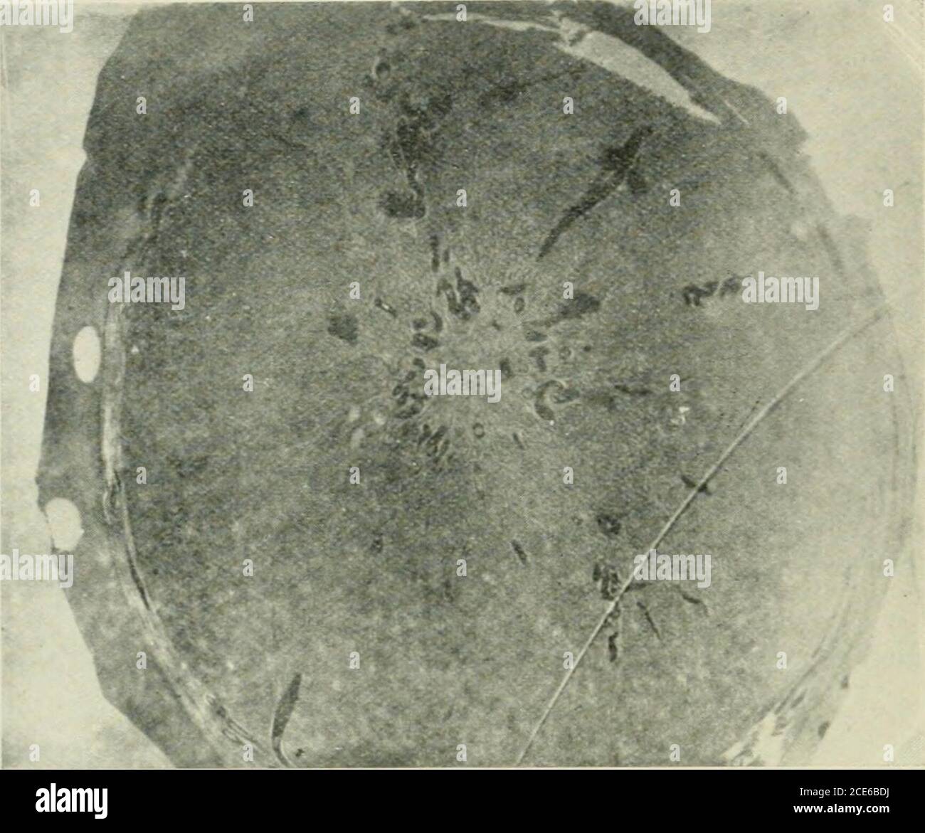 . Journal of anatomy . togenesis in its restricted sense—methods ofcell ...