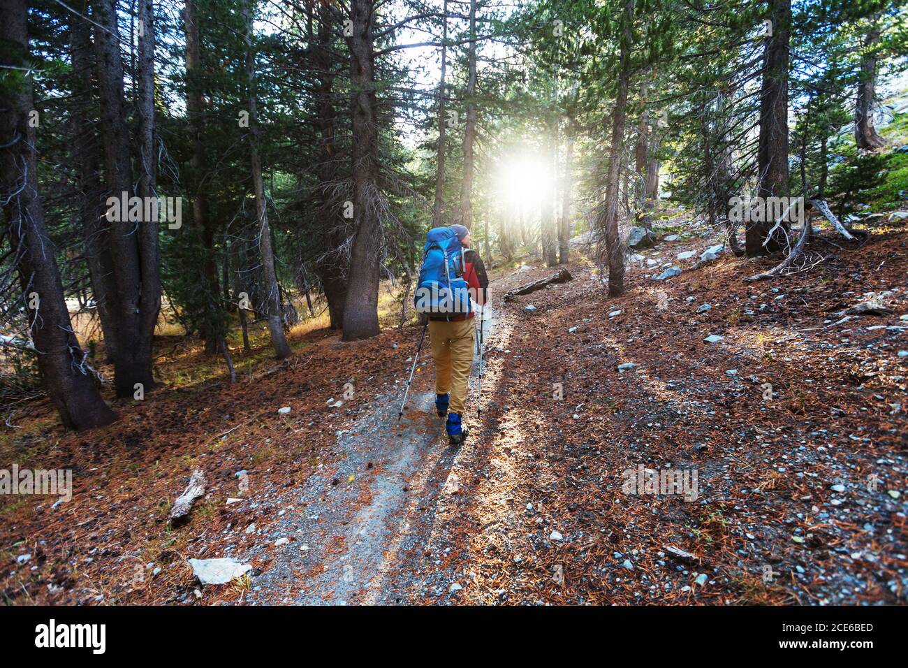 Forest walking gear hi-res stock photography and images - Alamy