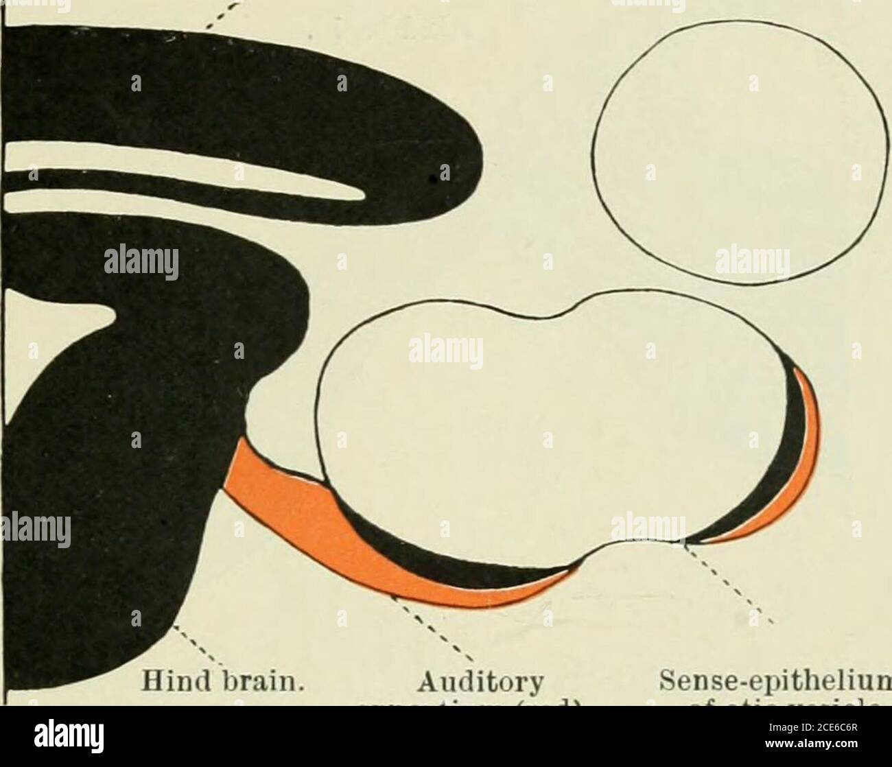 . Journal of anatomy . Fig. 6. Auditory syncytium (red).FlG. 7. Optic ...