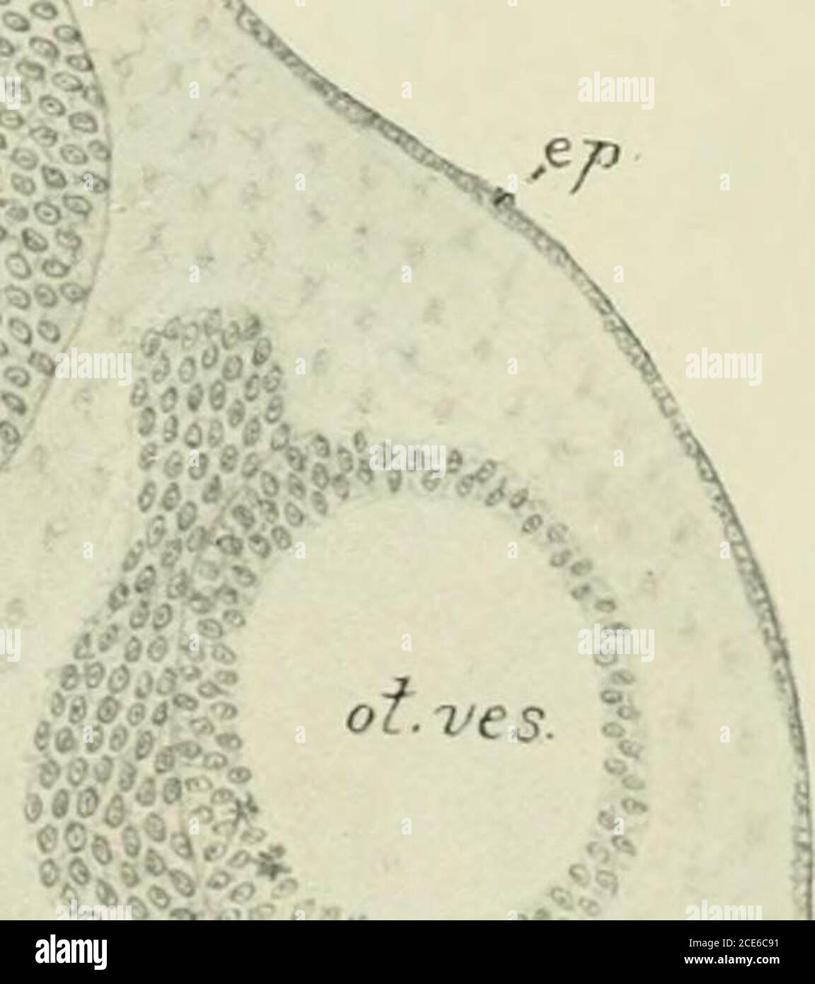 . Journal of anatomy . ot. ves ^i>- - ^!)^ nolo. Fig. 1.—The ...