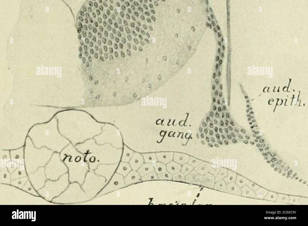 Peripheral Auditory System High Resolution Stock Photography and Images ...