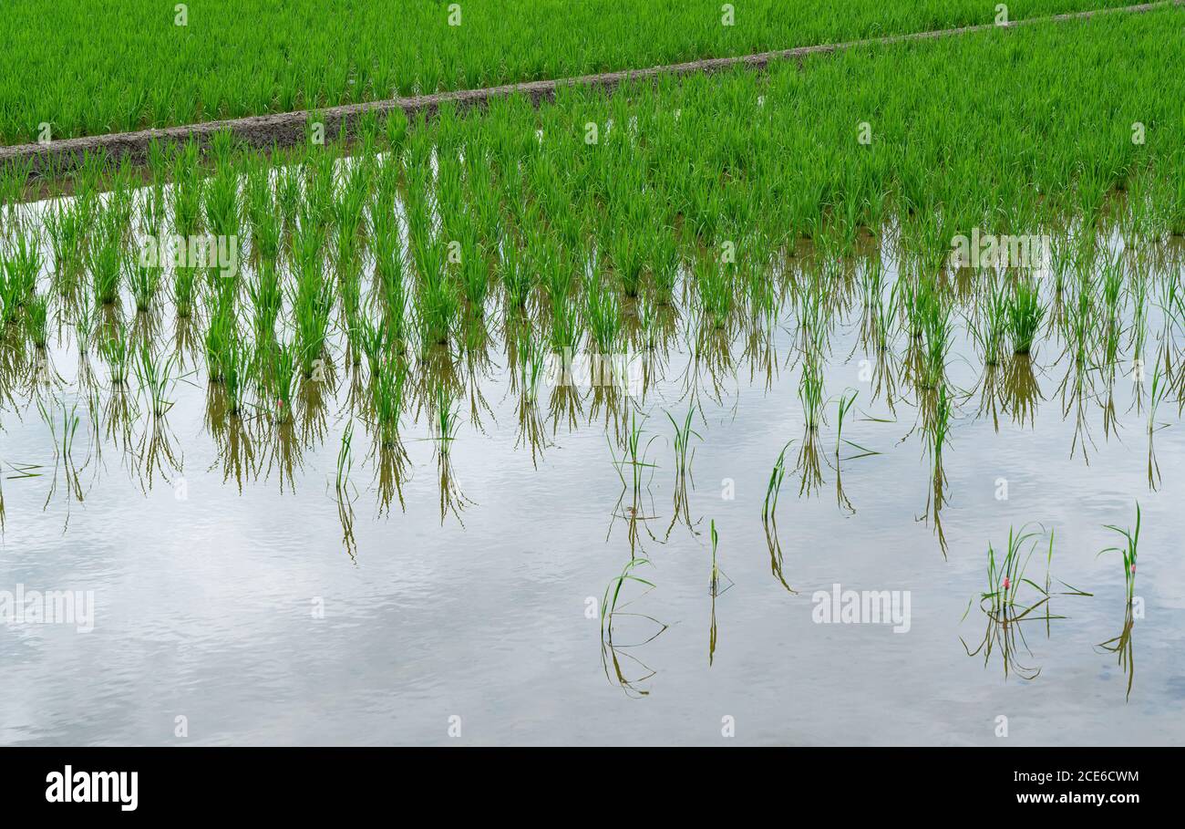 A paddy field damaged by apple snails Stock Photo - Alamy