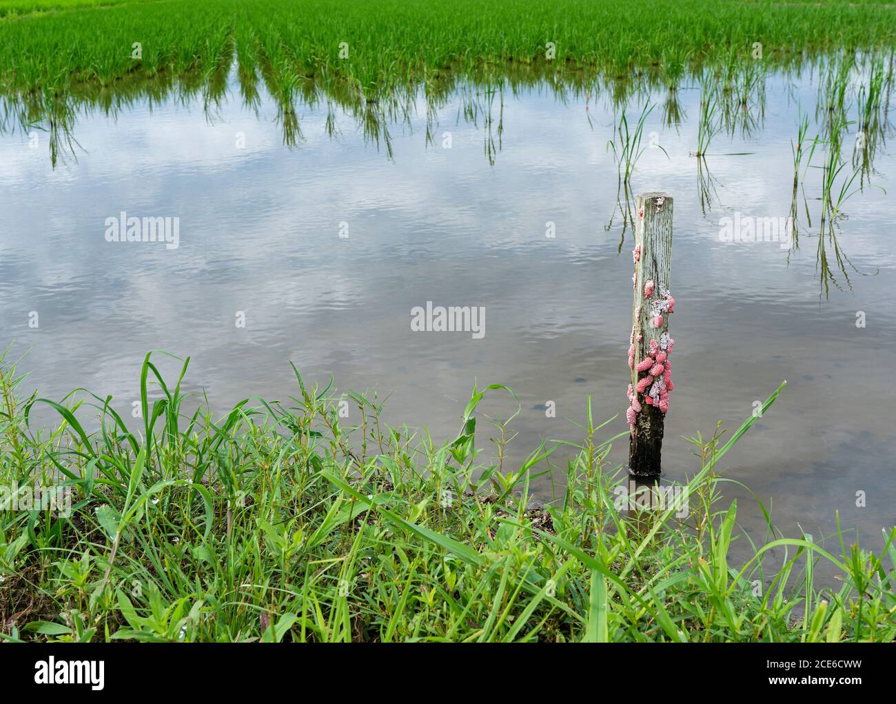 Apple snails hi-res stock photography and images - Alamy