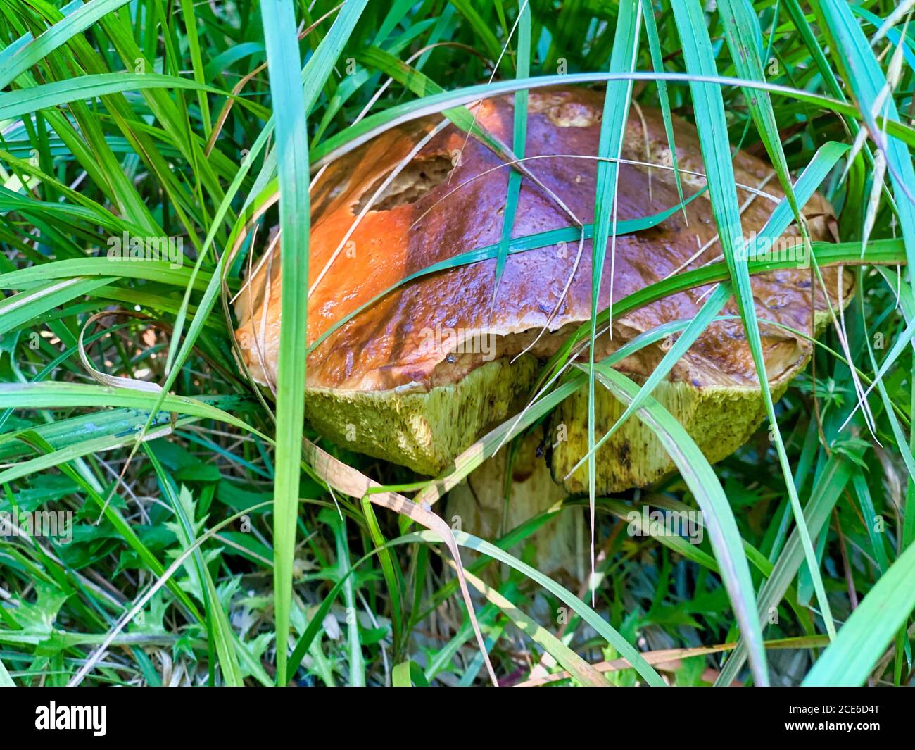 Animal eating forest mushroom hi-res stock photography and images - Alamy