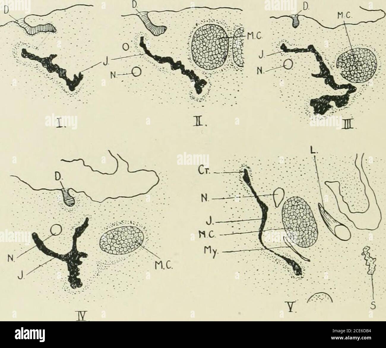 . Journal of anatomy . mental nerve lies. The incisive nervealso lies ...