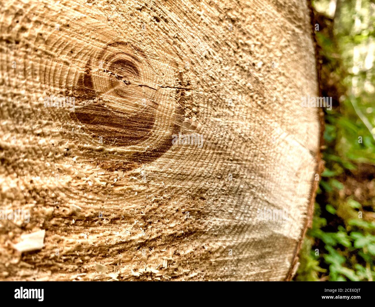 Tree trunk cut in the forest Stock Photo - Alamy
