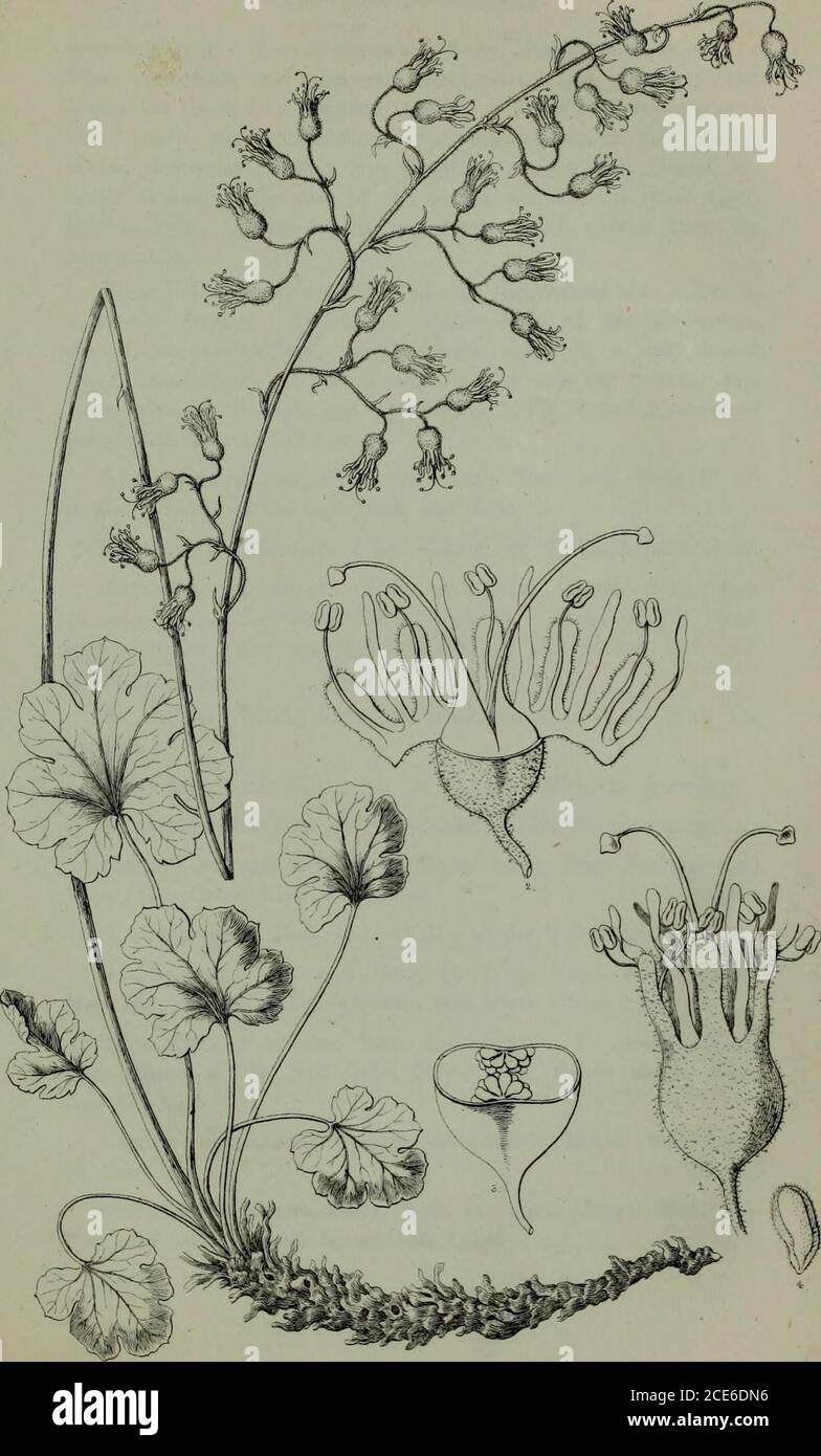 Pappus disk hi-res stock photography and images - Alamy