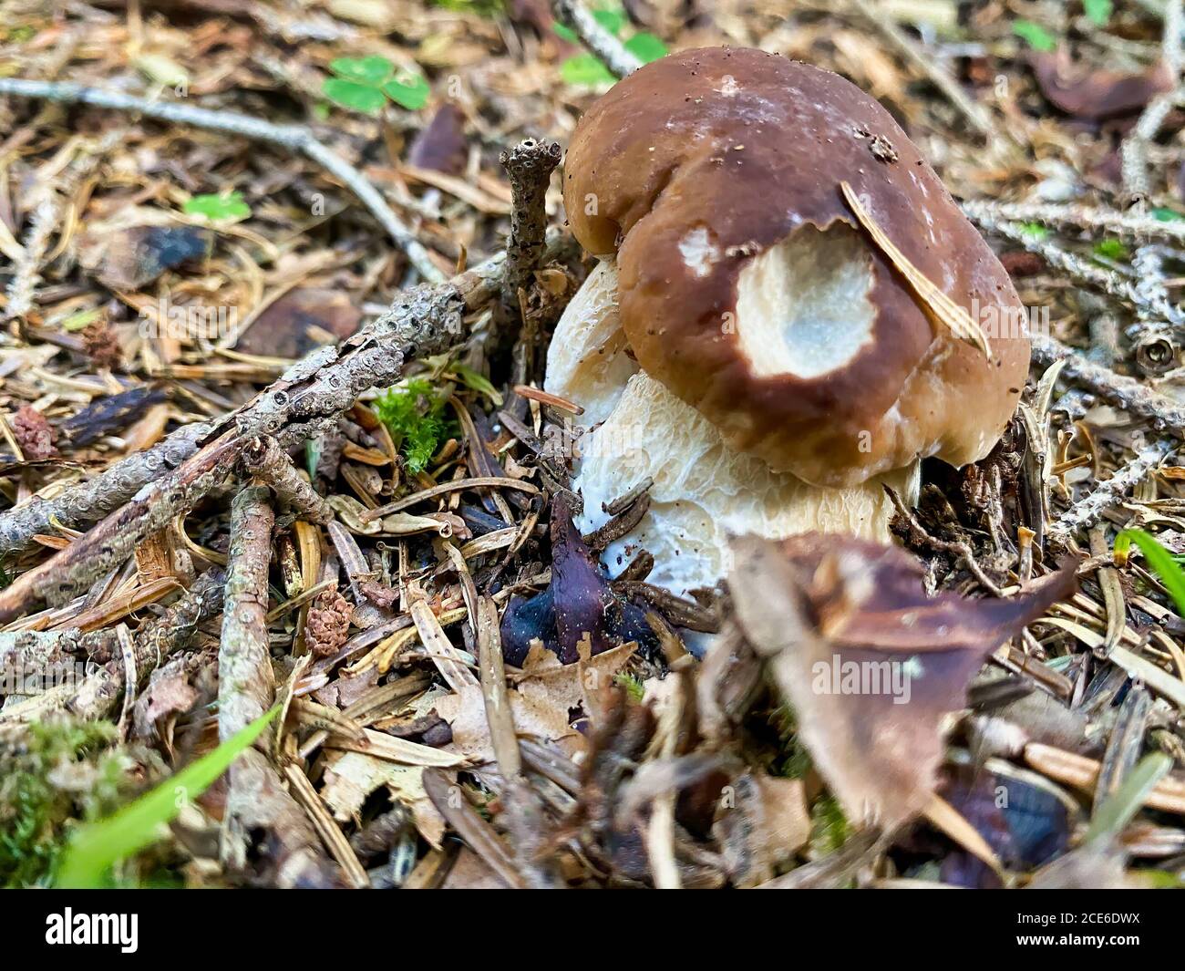 Peppery bolete hi-res stock photography and images - Alamy