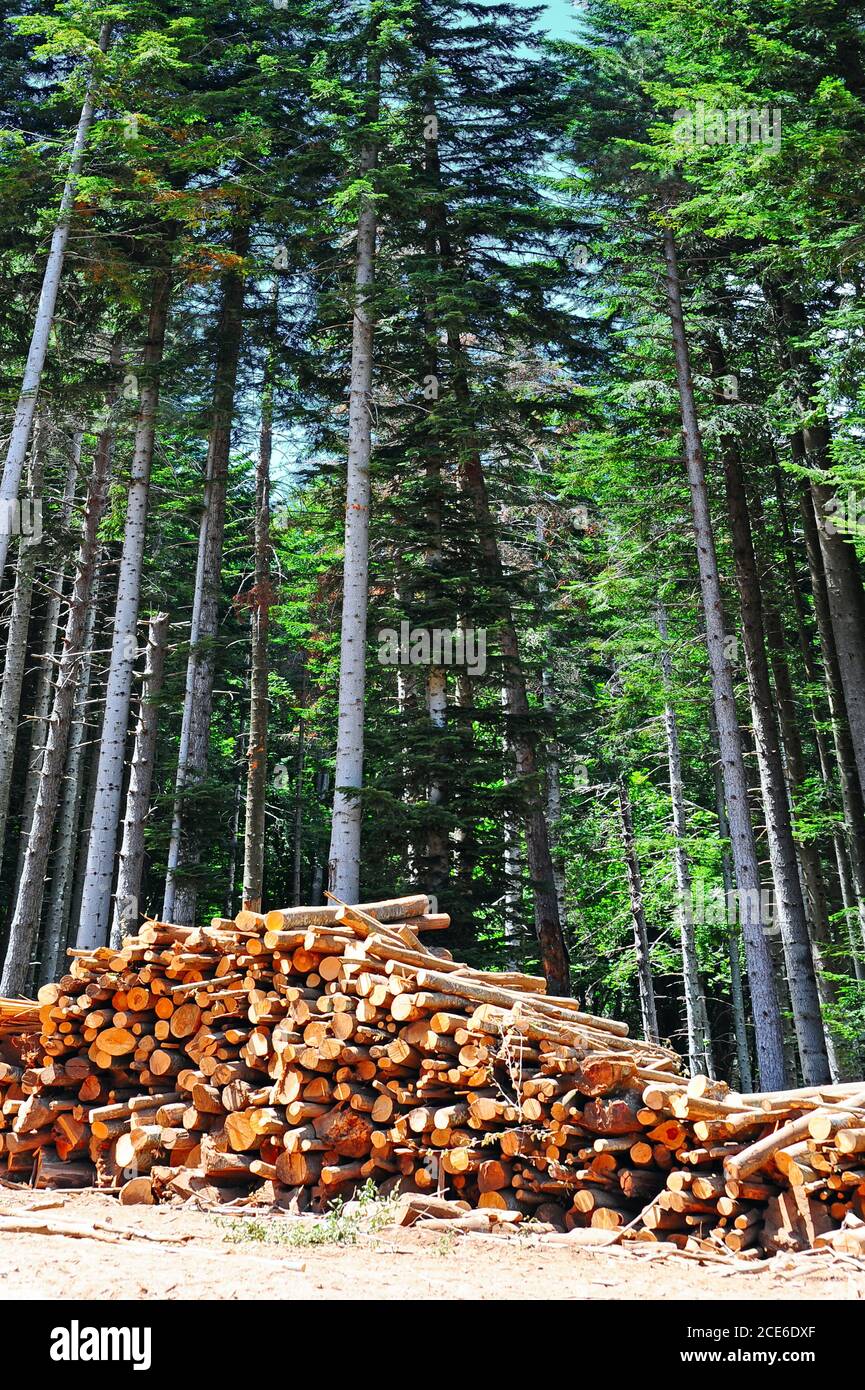 Ecological deforestation in Europe Stock Photo - Alamy