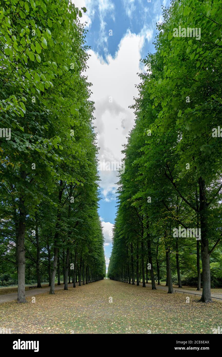 A beautiful endless alley of tall trees lead to the horizon Stock Photo ...