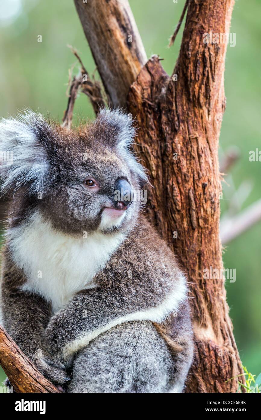 Australian endemic to australia hi-res stock photography and images - Alamy