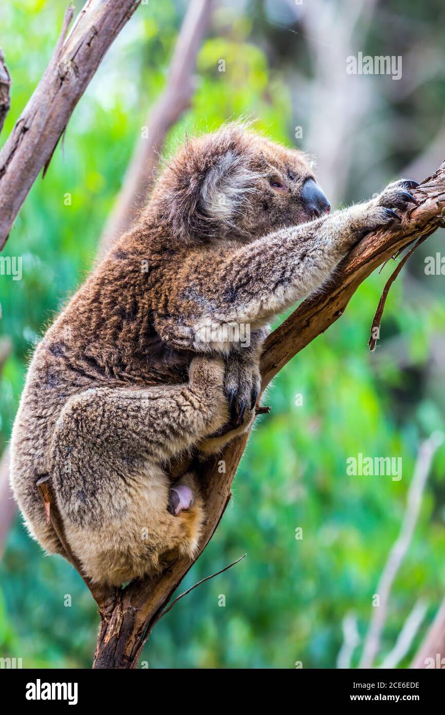Full body of koala hi-res stock photography and images - Alamy