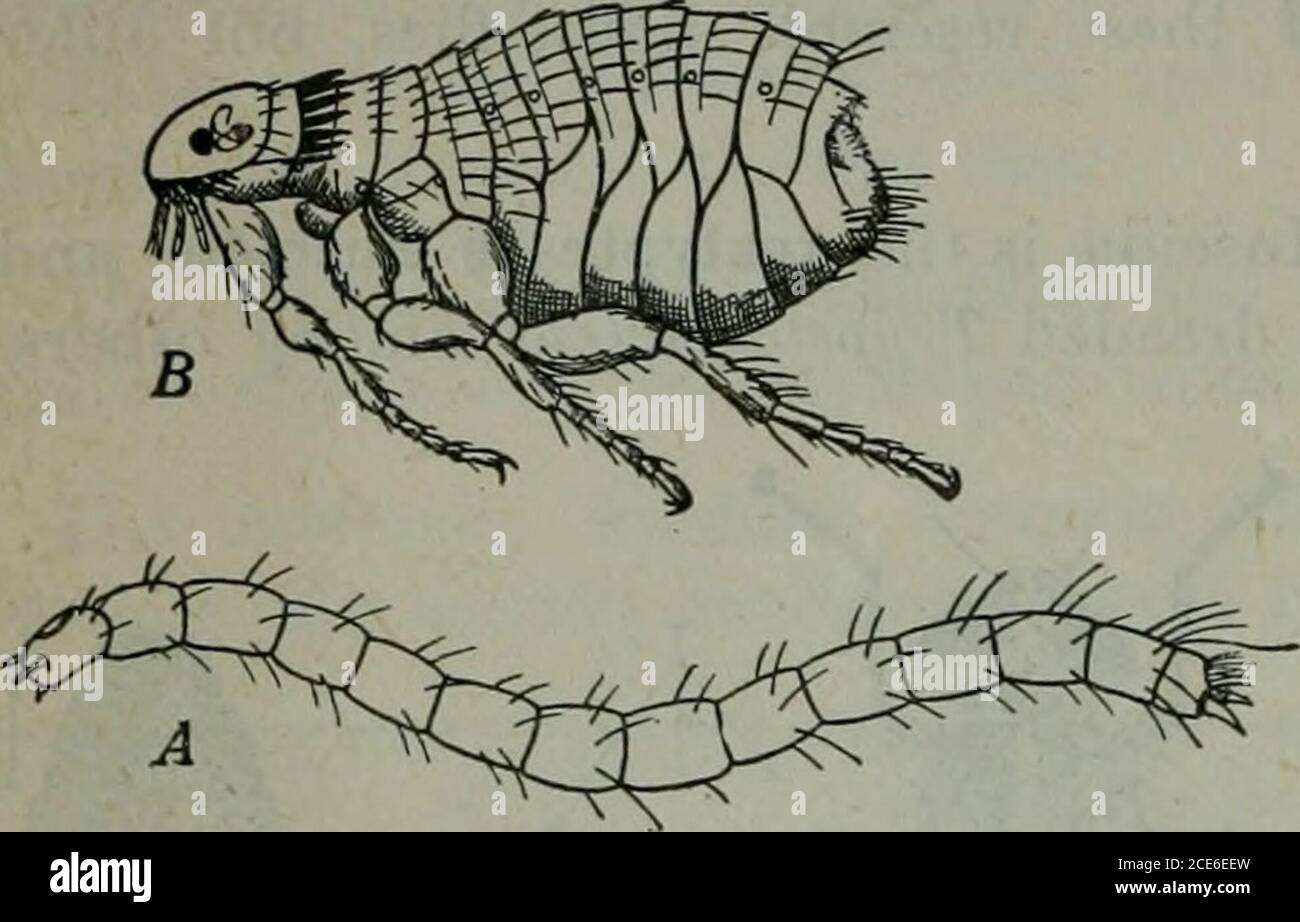 . Appendix to the Journals of the Senate and Assembly of the ...