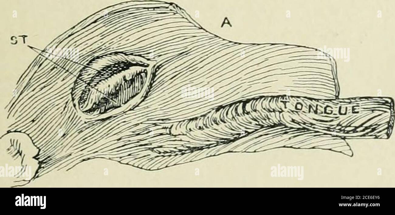 Echidna anatomy hi-res stock photography and images - Alamy