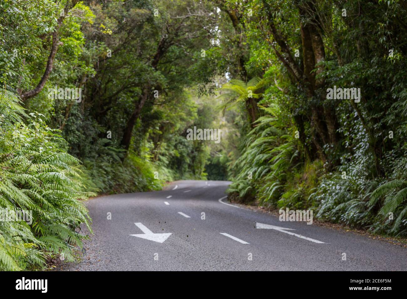 Road in jungle Stock Photo - Alamy