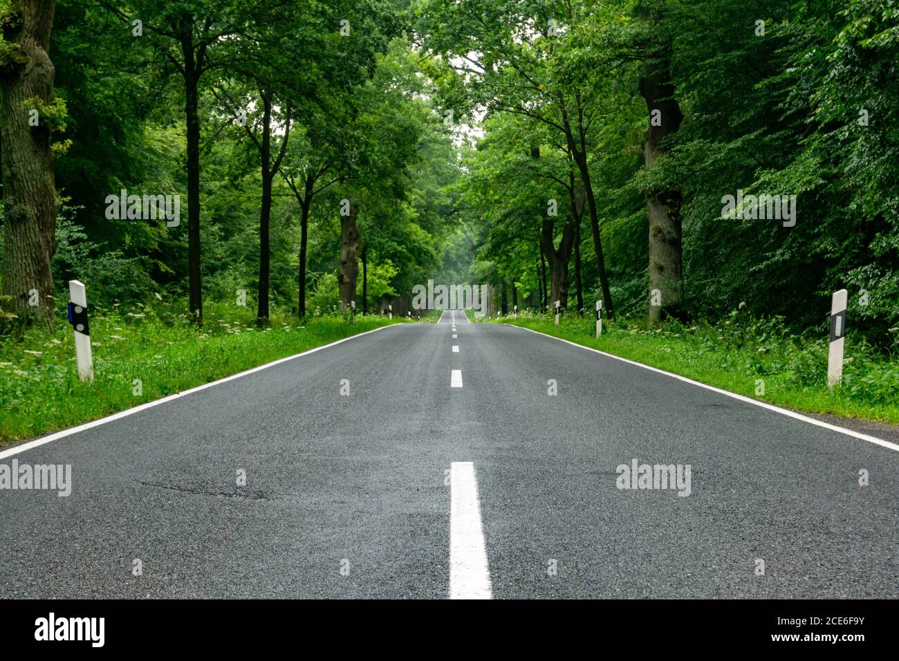 An empty blacktop two-lane road in deep lush green forest with copy ...