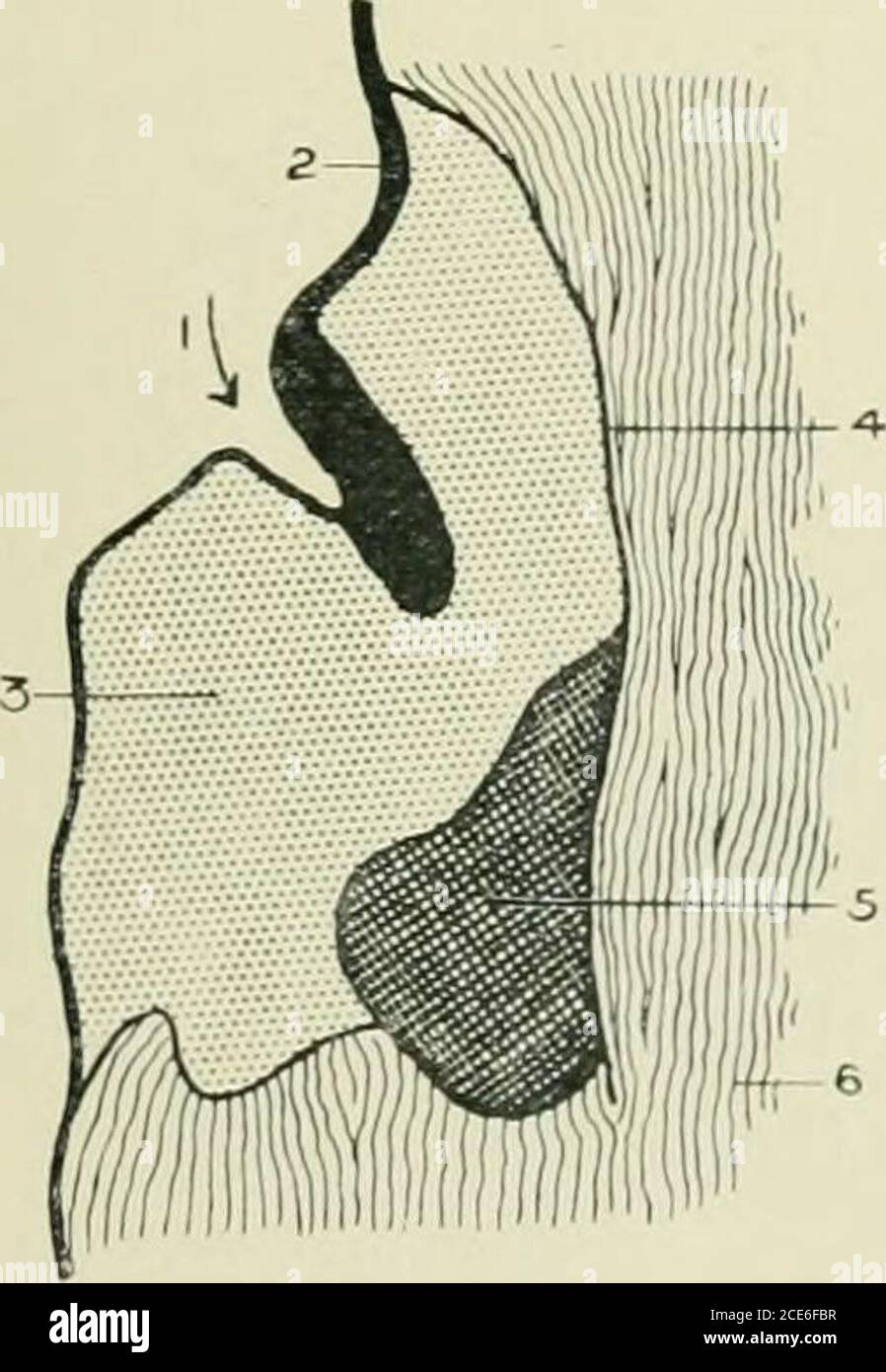 . Journal of anatomy . Fig. 10.— Marine opossum Fig. 18.—Crab-eating ...