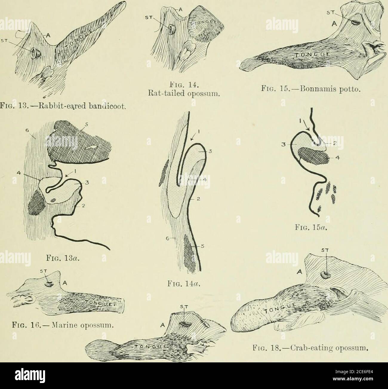 . Journal of anatomy . ^ cutting sections at right angles to the long ...