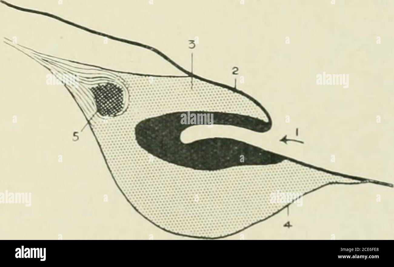 . Journal of anatomy . 1 ^;. Via. 12.—Kant(aioo, Fig. Ua. 46 Mr G ...