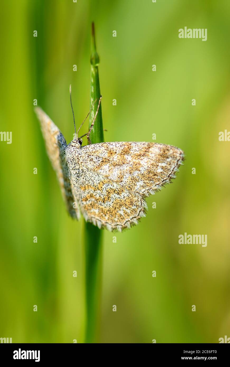 Wave moth hi-res stock photography and images - Alamy