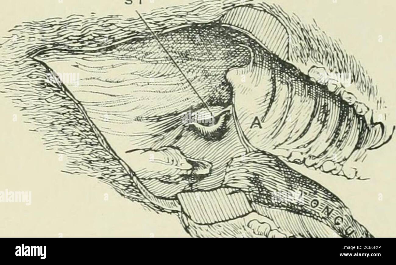 . Journal of anatomy . -V?, Fig. 4.—Marmoset Stock Photo - Alamy