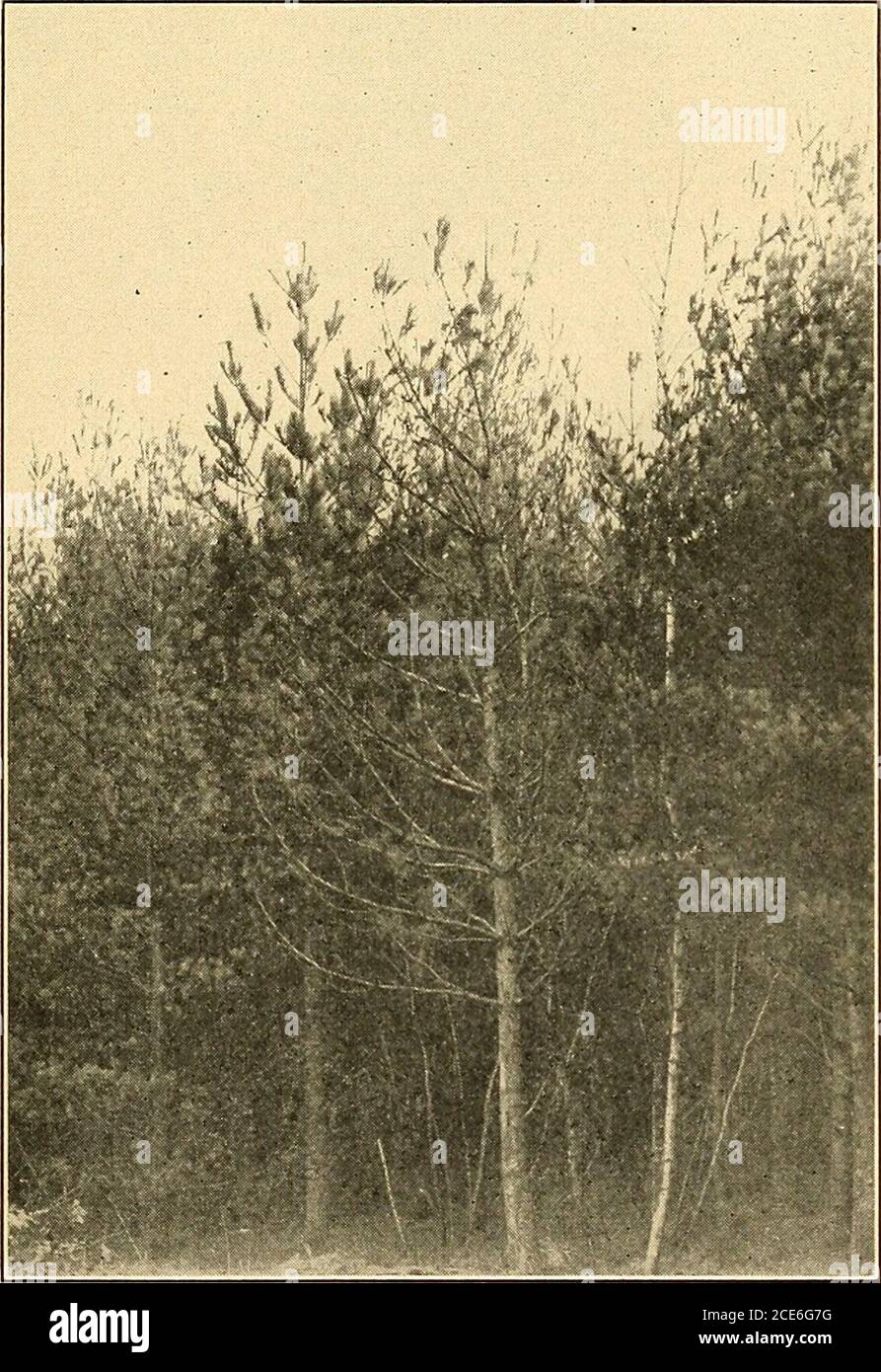 Ips grandicollis hi-res stock photography and images - Alamy