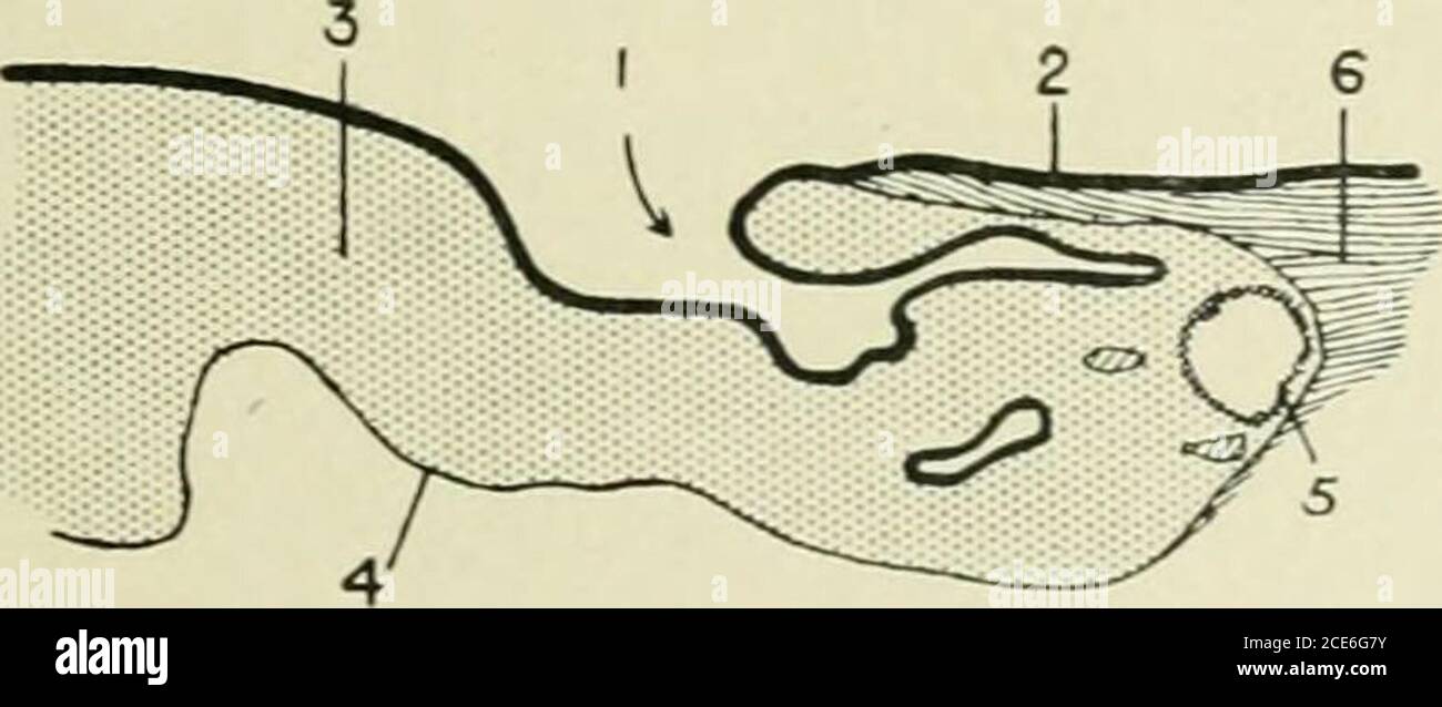 . Journal of anatomy . Fig. 2.—Longitudinal section through supraton ...
