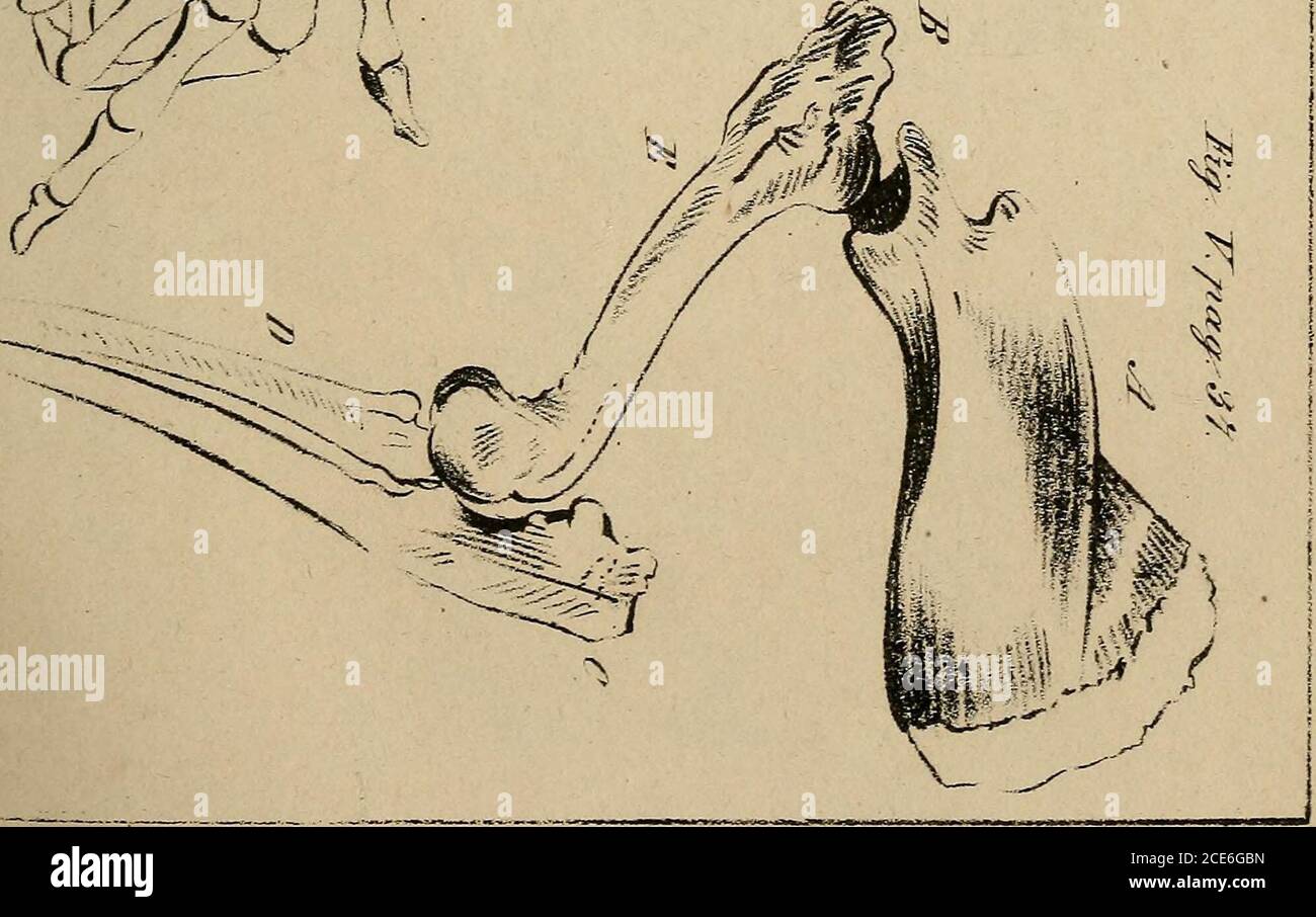 . Die menschliche Hand und ihre Eigenschaften . r/. j*ig>jutt//&£ Stock ...