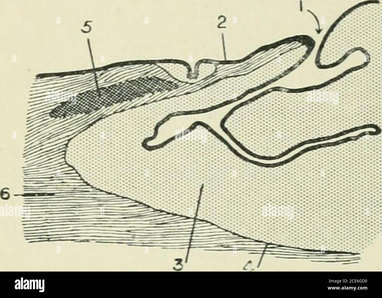 . Journal of anatomy . Fig. 1.—Longitudinal section ...
