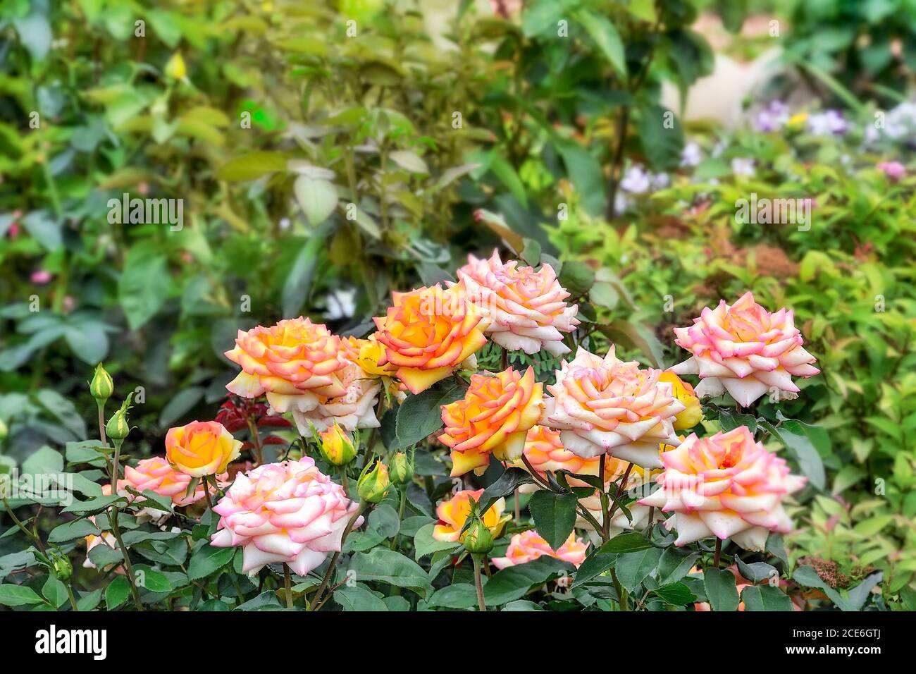 Beautiful pink-yellow rose flowers on blurred background of summer ...