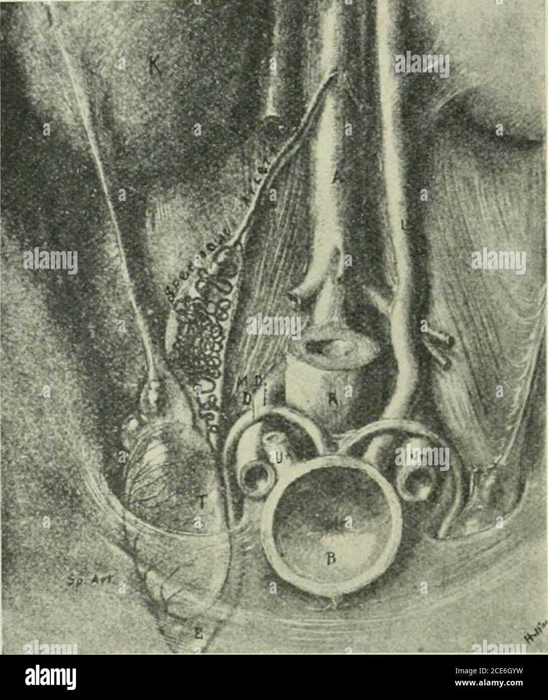 Descent of the testes hi-res stock photography and images - Alamy