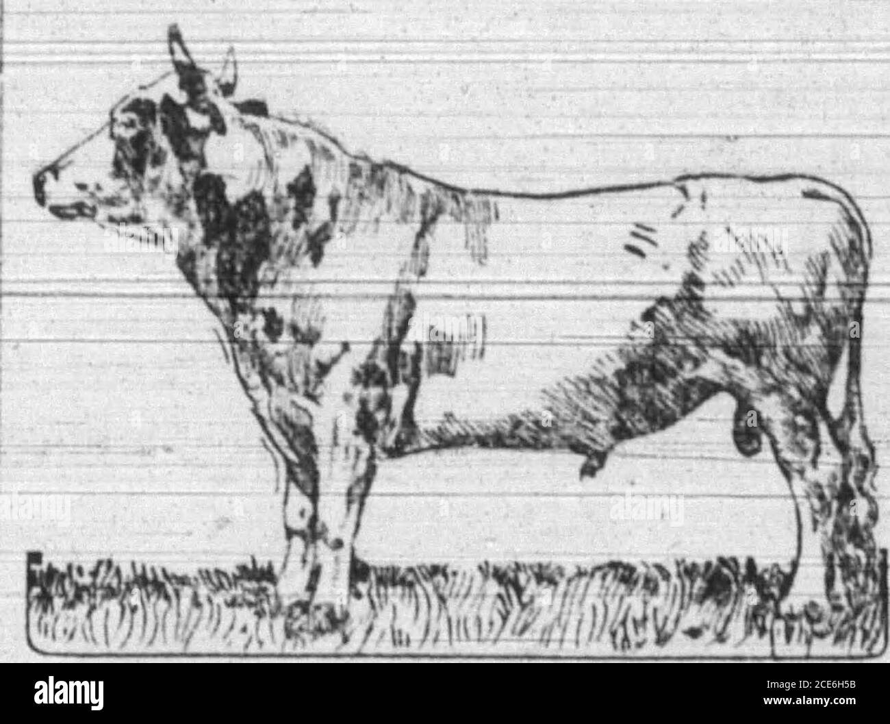 The muscovy company hi-res stock photography and images - Alamy