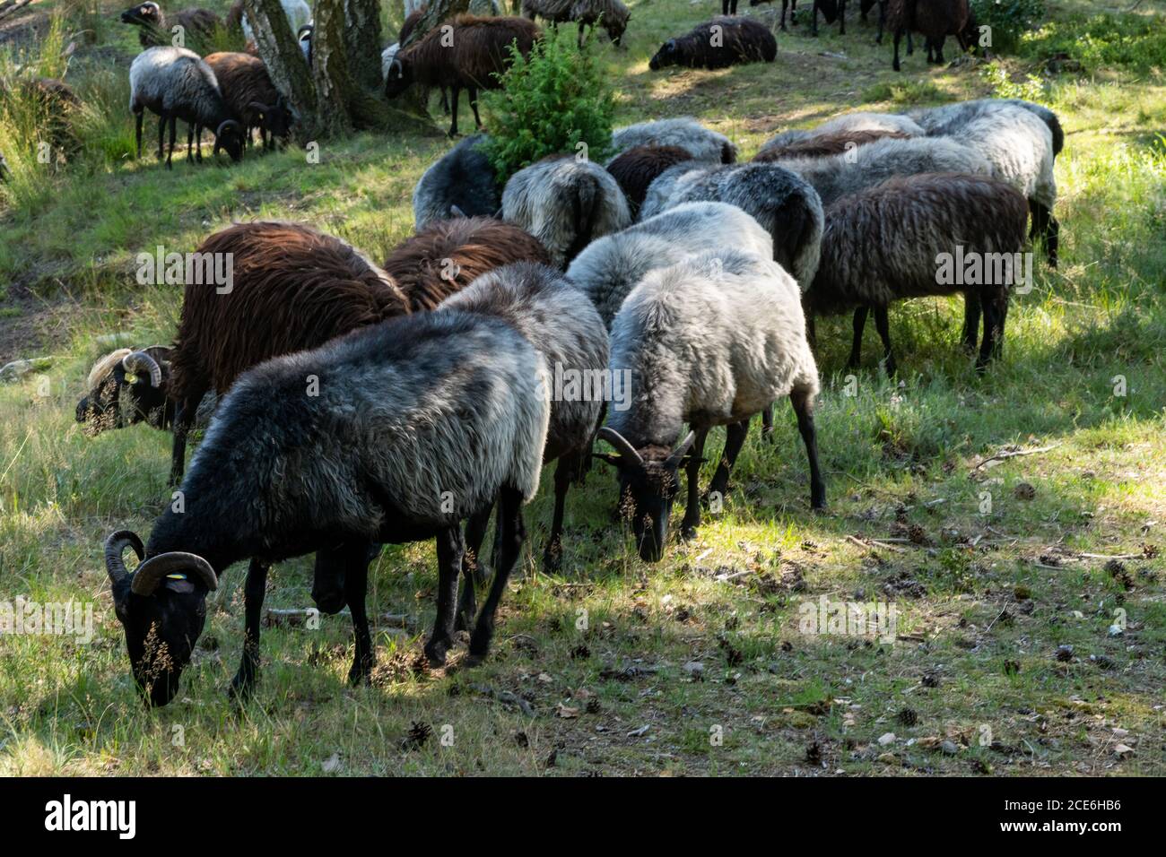 Many German moorland sheep at a watering hole on the Lunenburger Heath ...