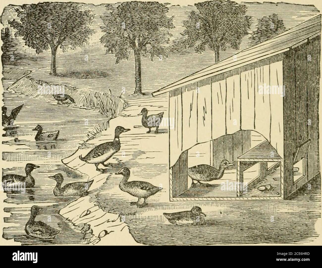 . Barn plans and outbuildings . Fig. 208—PIGEON LOFT feet is large ...