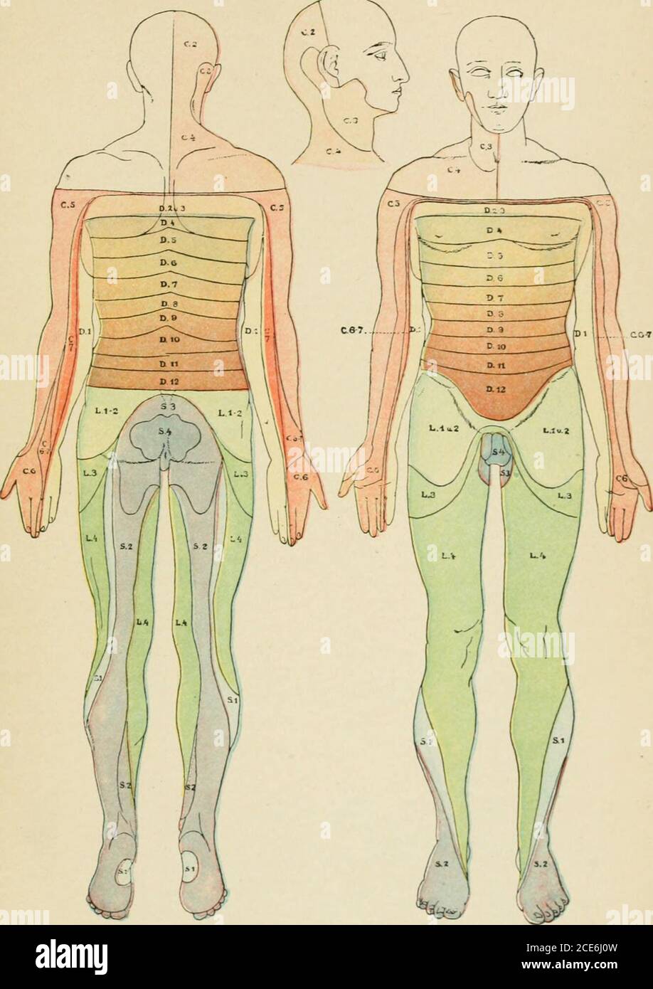 . A text-book of human physiology . al cord. The boundarylines in the ...