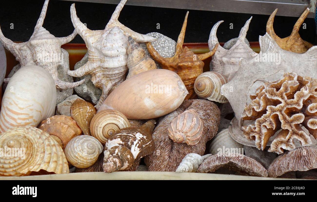 Exotic shells hi-res stock photography and images - Alamy