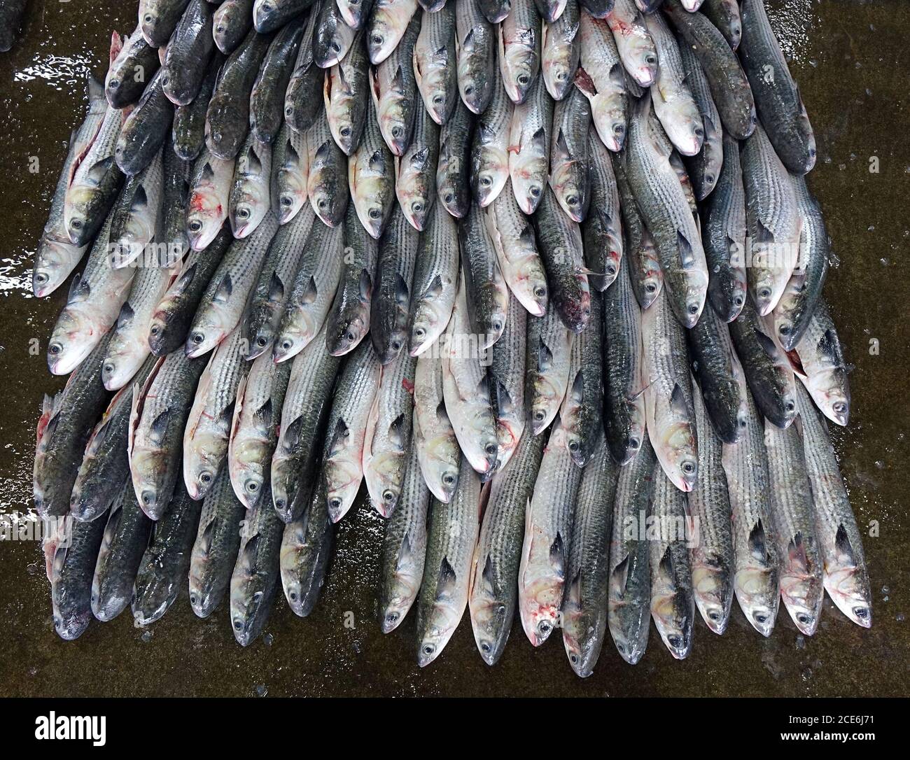 A large pile of grey mullet fish at a popular fish market Stock Photo ...