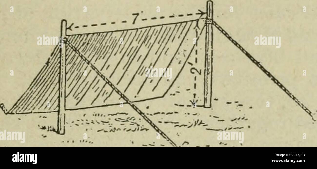 Two uppermost branches hi-res stock photography and images - Alamy