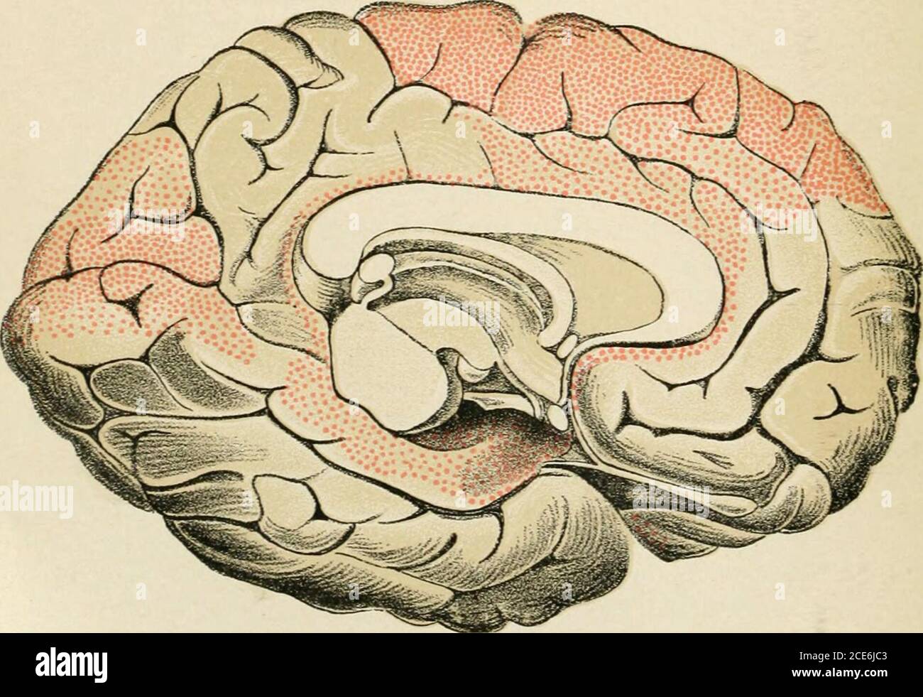 . A text-book of human physiology . Fig. 29.3.—Right cerebral ...
