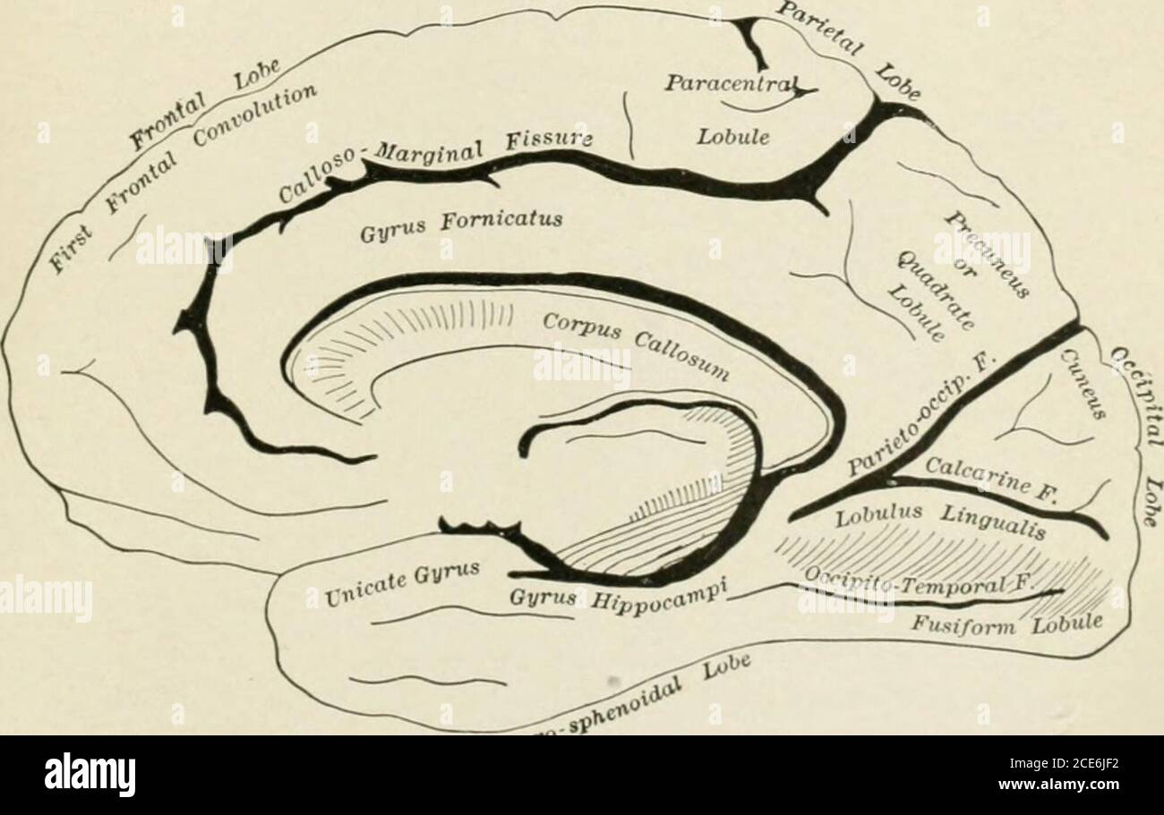 Cerebral Hemisphere Diagram