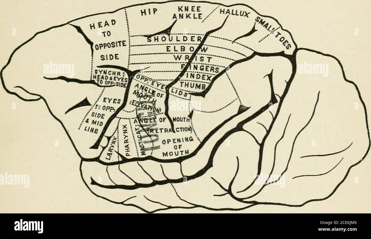 . A text-book of human physiology . al lobe. ^ For the sake of ...