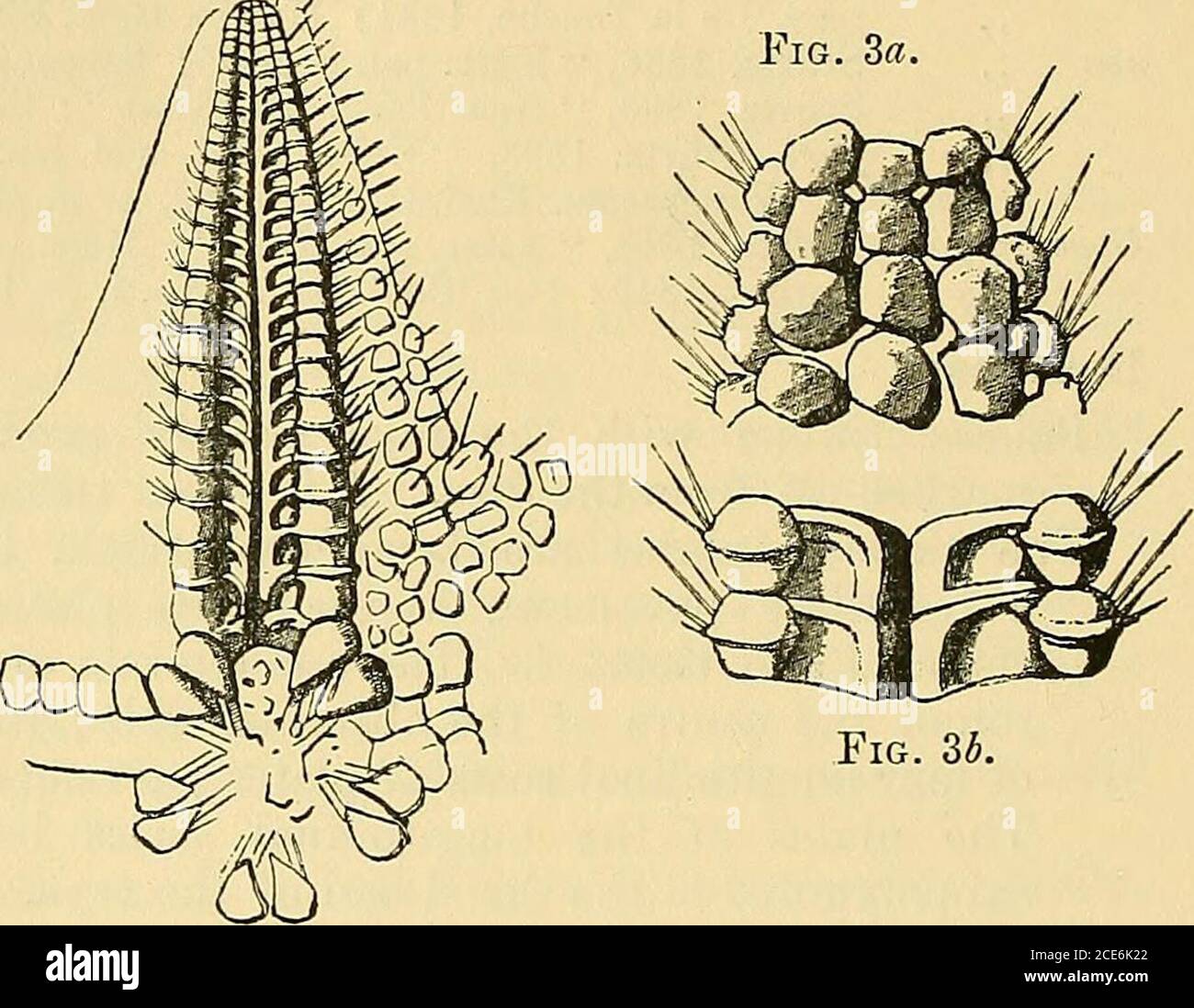 . Geological magazine . Tig. Fig. 1. Fig. 2. Falceasteo-ina Boimcyi ...