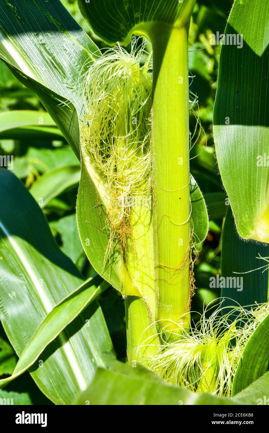Corn young tassel hi-res stock photography and images - Alamy