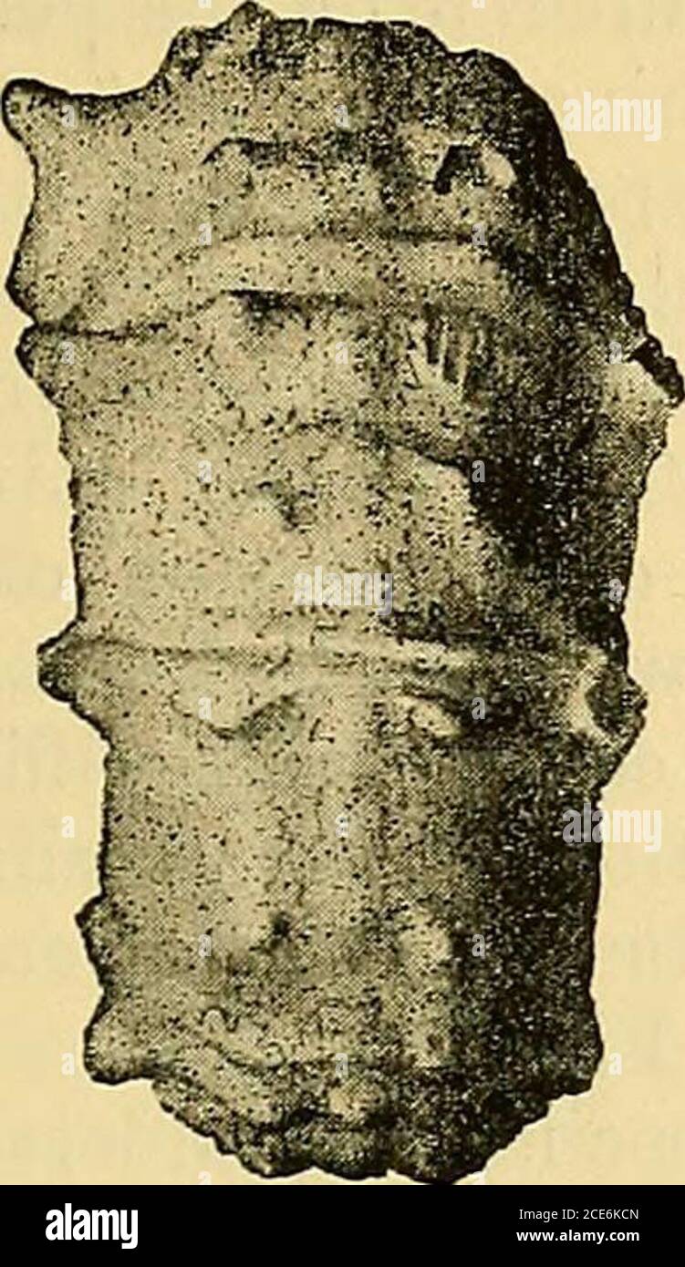 . Geological magazine . )Phr> Fig. 2.—DouviUSiceras euomphalus (Sliarpe ...