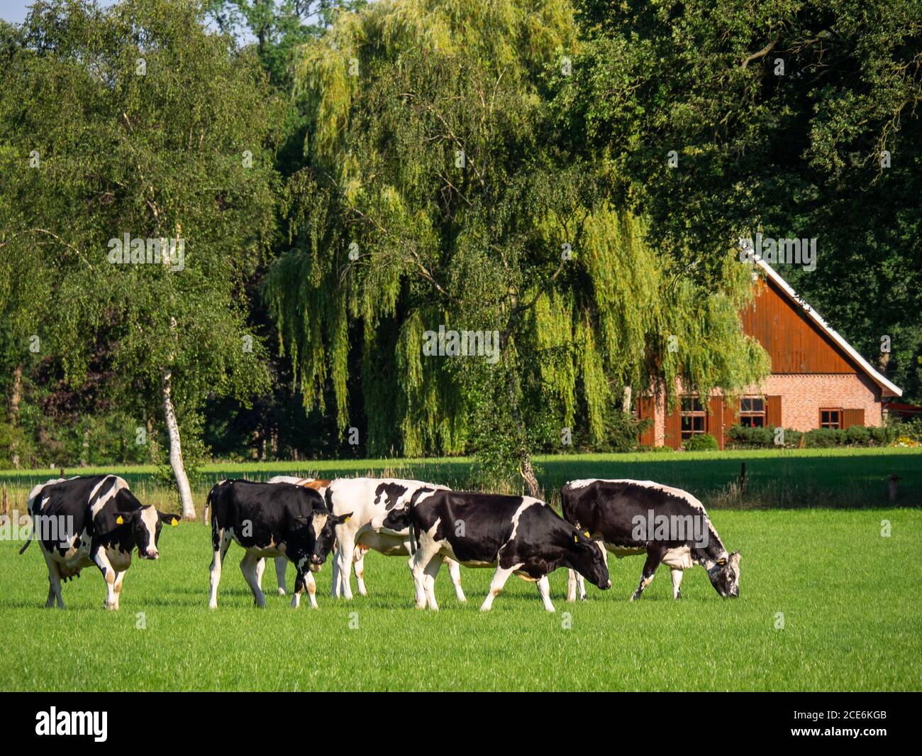 Dutch cows hi-res stock photography and images - Alamy