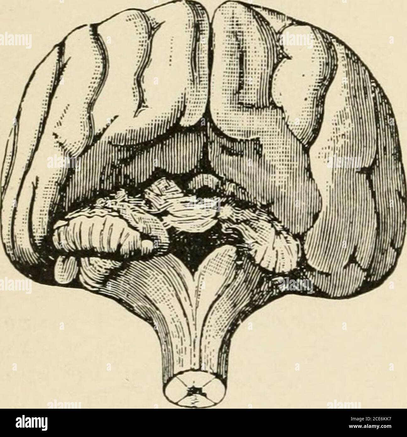 . A text-book of human physiology . ngly to the left and the forelimbs ...