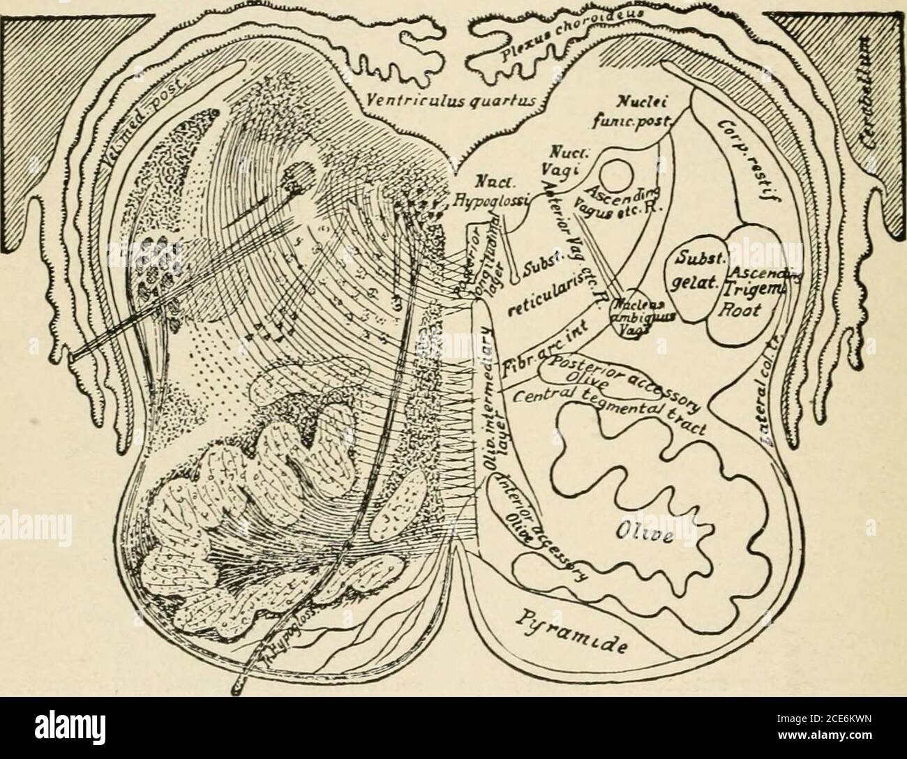 . A text-book of human physiology . vesicle (hind-brain) inclusive of ...