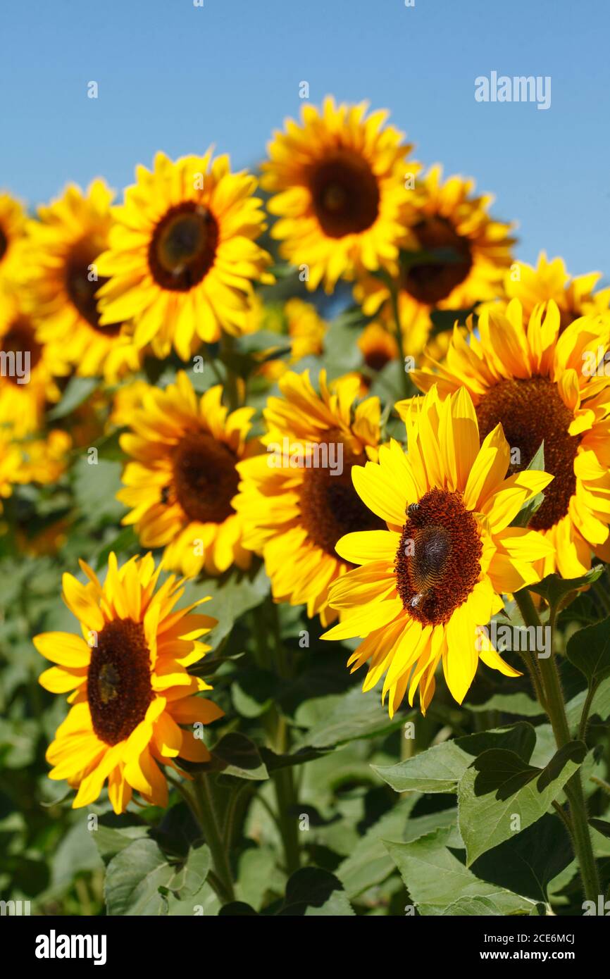Sunflowers, (Helianthus annuus), Blue sky, Bremen, Germany, Europe ...
